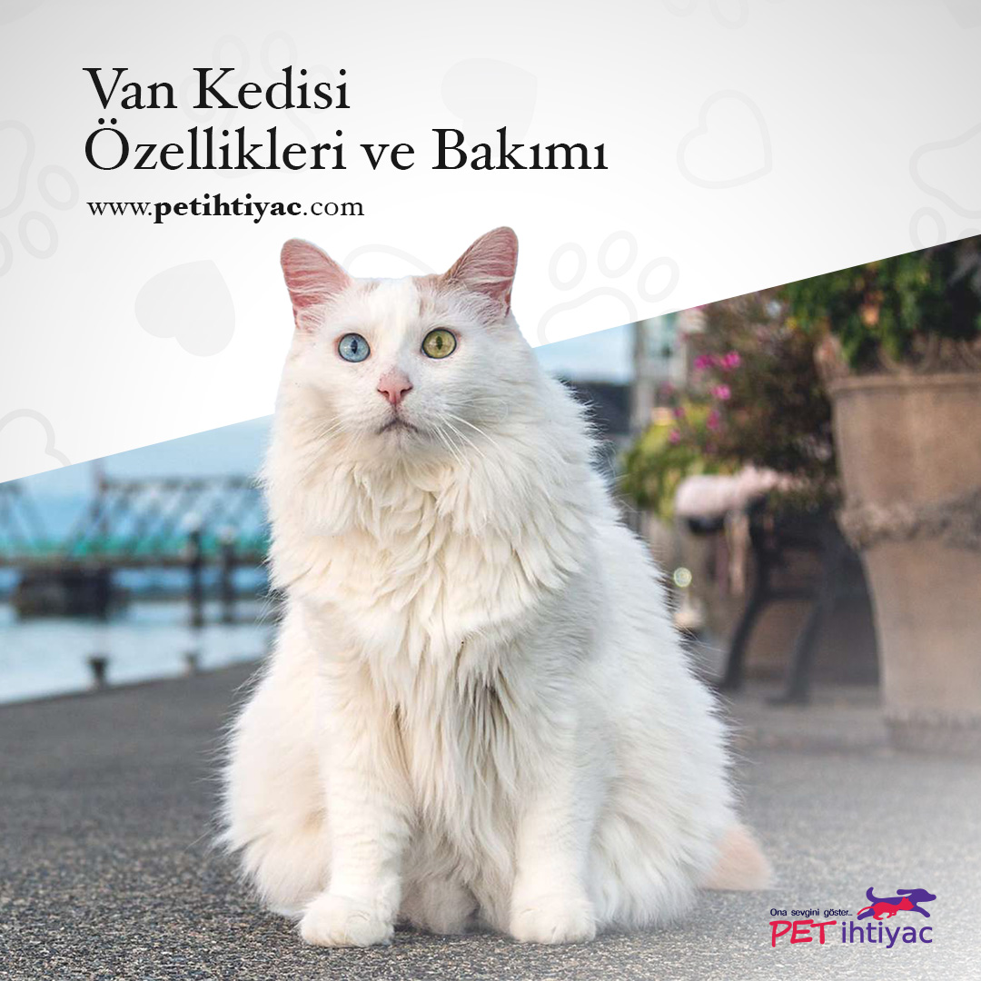 van-kedisi-ozellikleri-ve-bakimi-2 | Pet İhtiyaç Blog